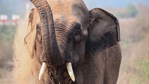 Asian Elephants Have Different Personality Traits Just Like Humans ...