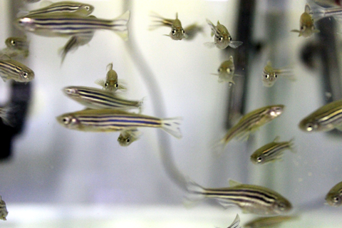 Darwinian Fisheries - Shrinking Fish Sizes in Exploited Stocks ...