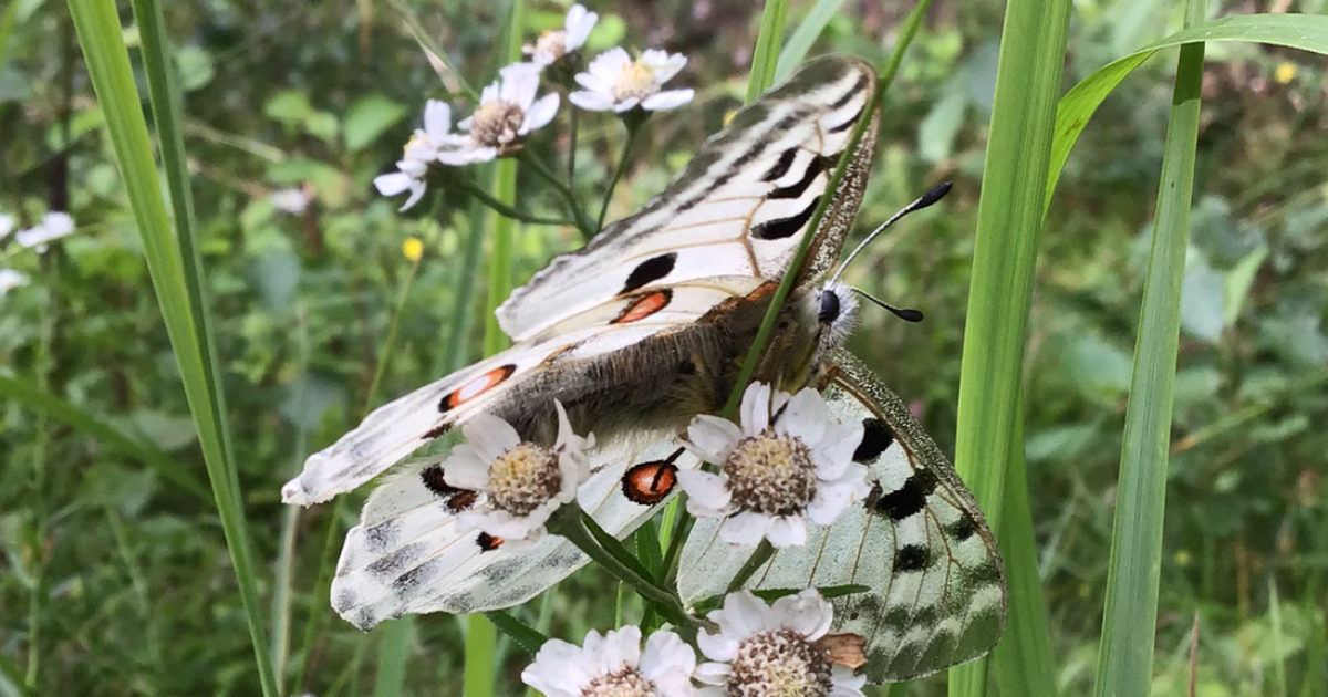 Apolloperhonen lentää jo – vastaa perhoslajia koskevaan kyselyyn ...