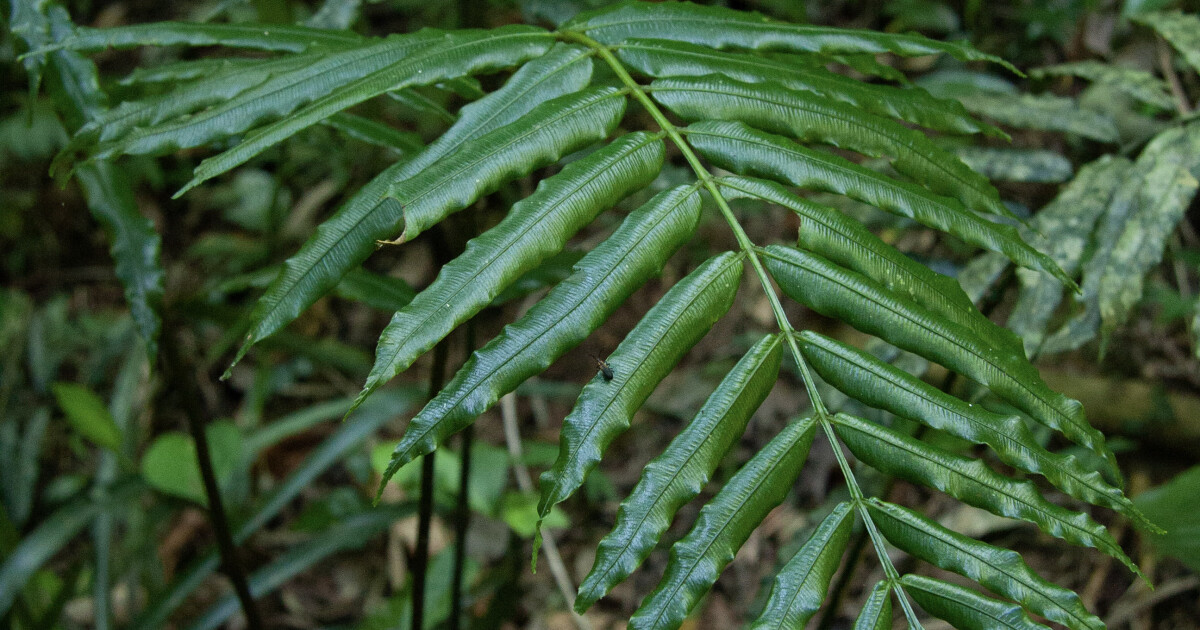 Genetic research revealed several new fern species in tropical America ...
