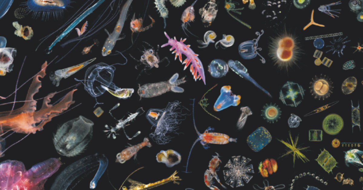 Mapping eukaryotic plankton globally in all their diversity ...