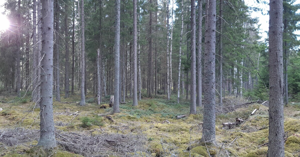 Turun yliopiston Luonto2100-rahasto osti suojeltavaa metsää ...