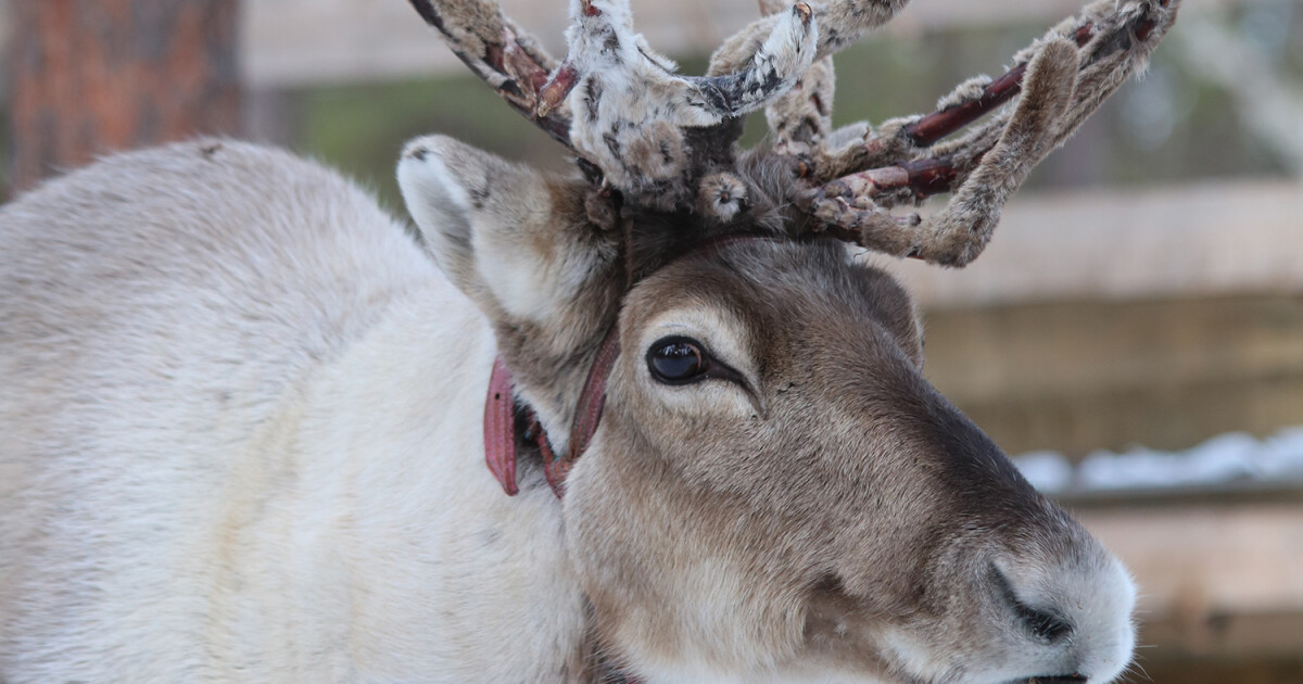 Reindeer can show great performance at following human-given ...