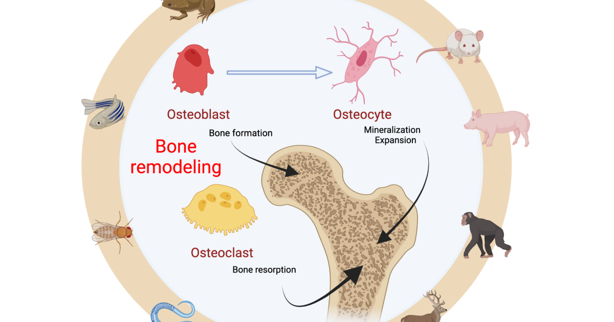 New study offers information on bone regeneration and osteoporosis in ...