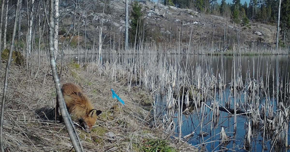 Endangered Birds Can Be Protected from Predators with Chemical ...