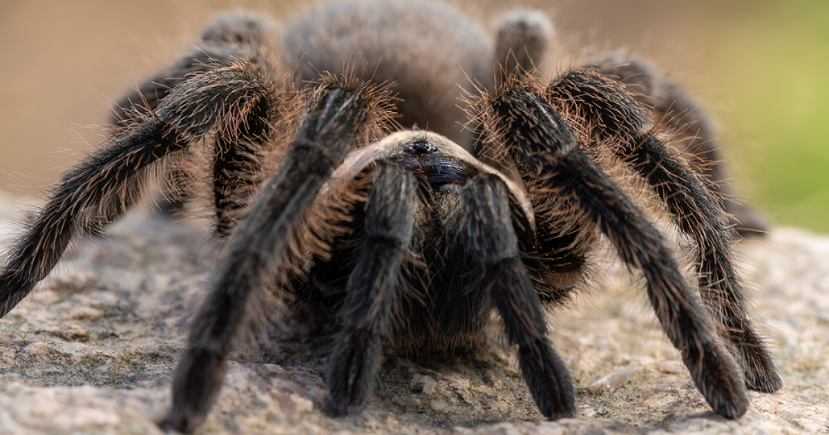 Meet the Persian Gold Tarantula: a new species discovery | University ...